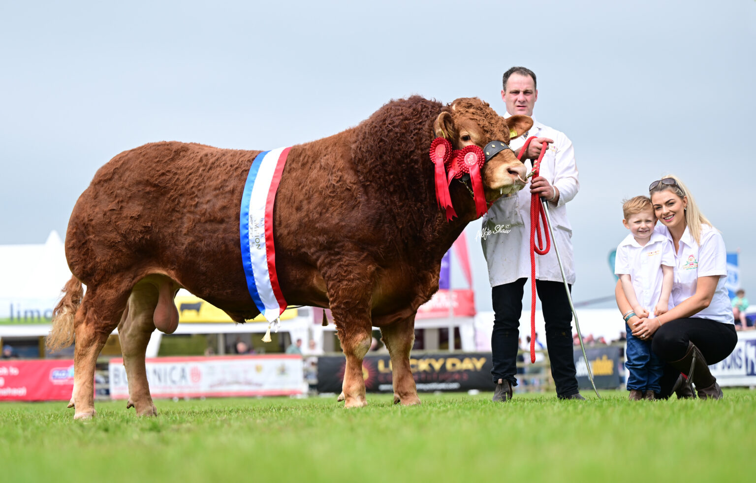 Interbreed Sensation for Limousin at Balmoral | British Limousin Cattle ...