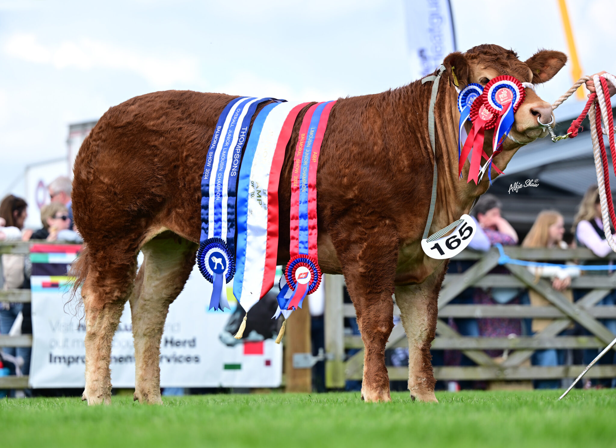 Interbreed Sensation for Limousin at Balmoral | British Limousin Cattle ...