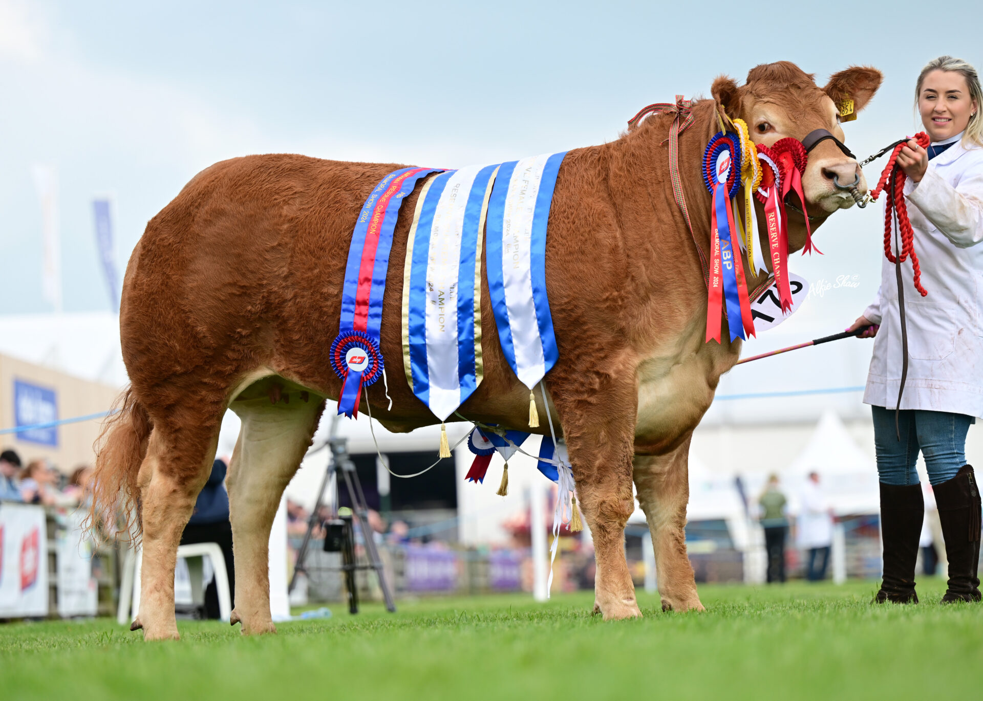 Interbreed Sensation for Limousin at Balmoral | British Limousin Cattle ...
