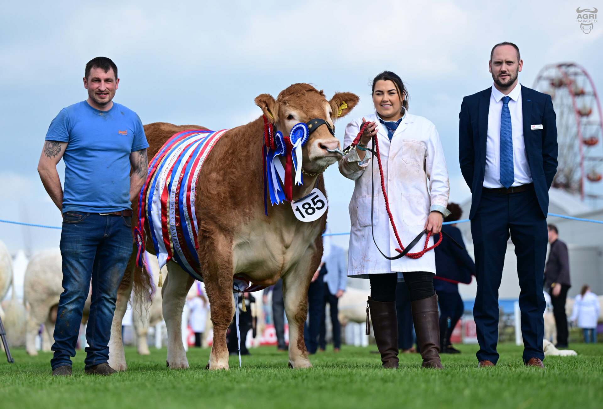 Interbreed Sensation for Limousin at Balmoral | British Limousin Cattle ...
