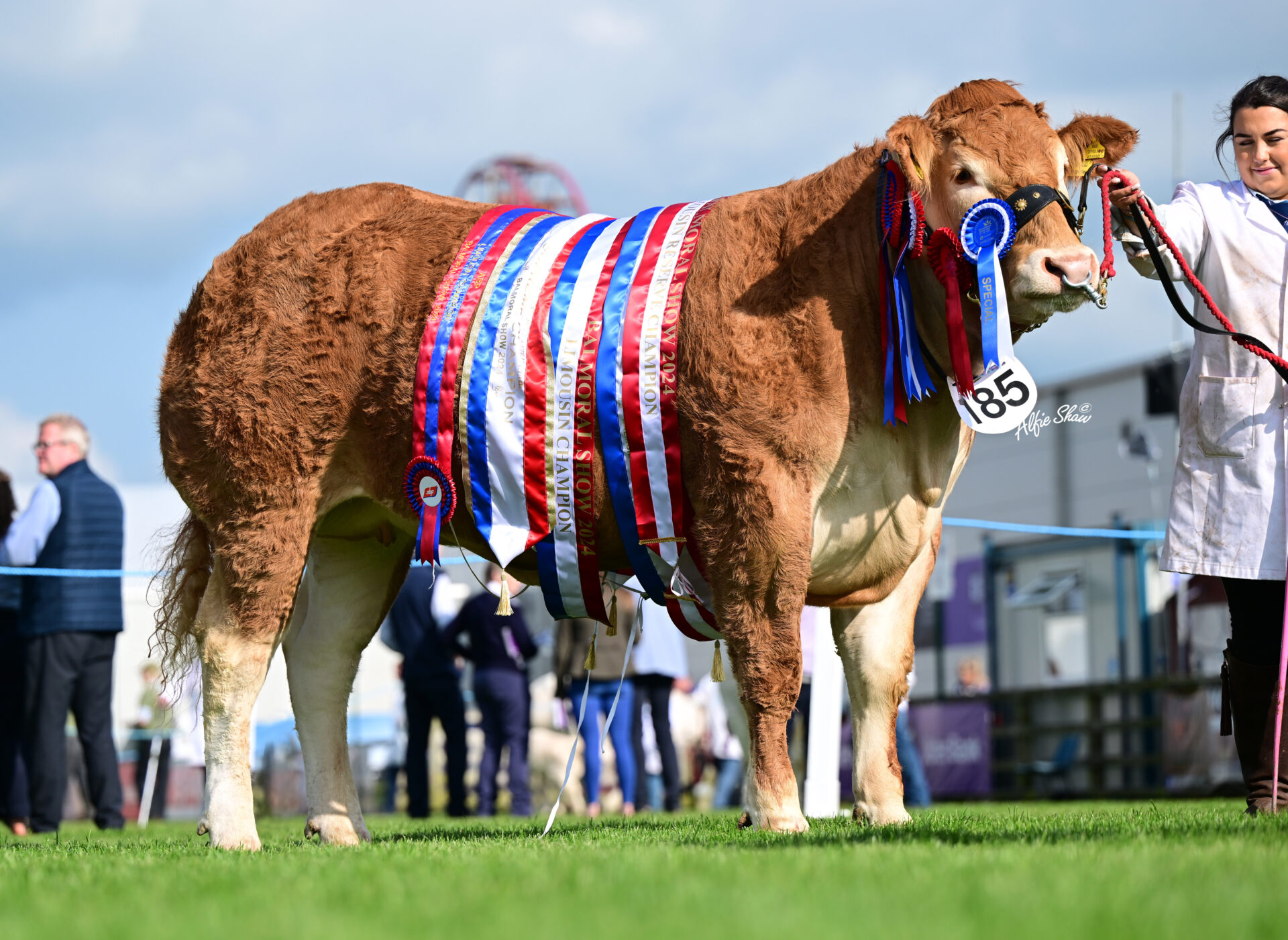 Interbreed Sensation for Limousin at Balmoral | British Limousin Cattle ...