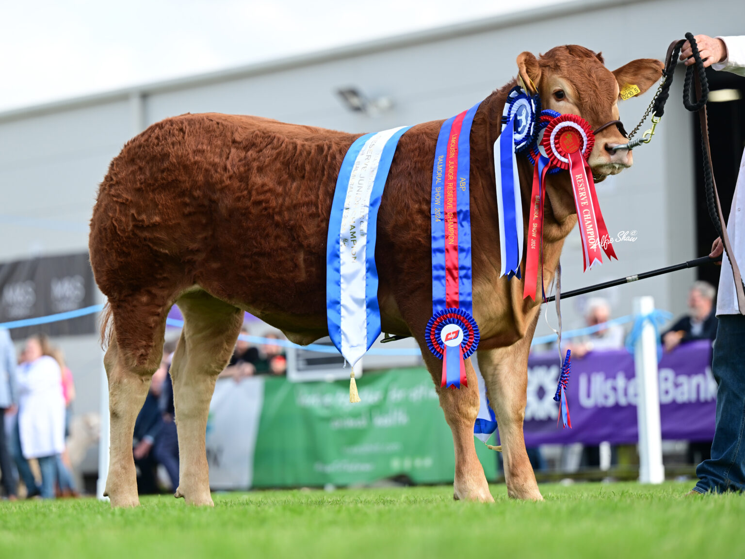 Interbreed Sensation for Limousin at Balmoral | British Limousin Cattle ...