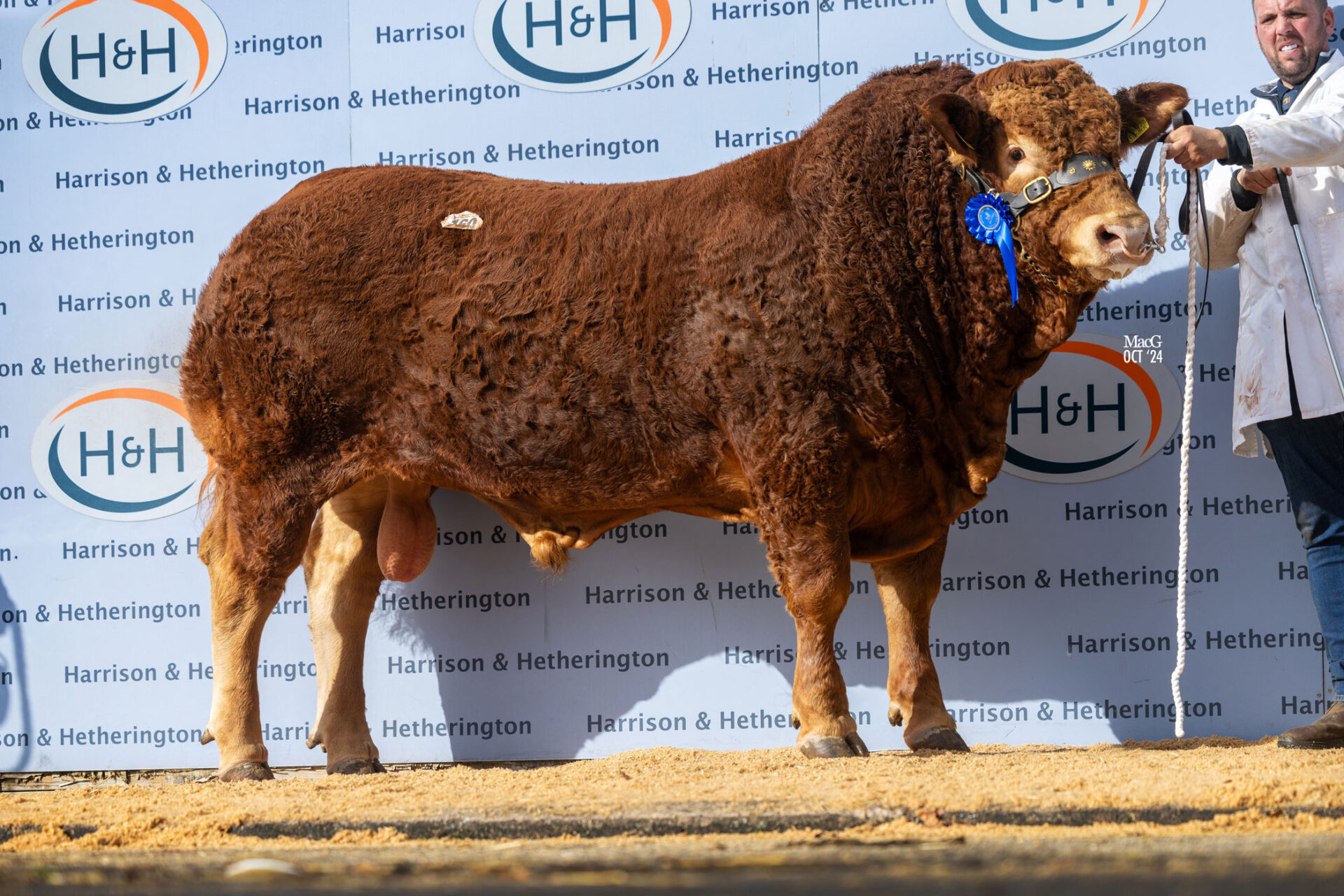 Killerton Uncanny takes the top price at Carlisle | British Limousin ...