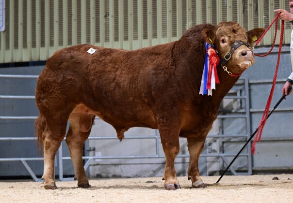 British Limousin Cattle Society | The British Limousin Cattle Society ...
