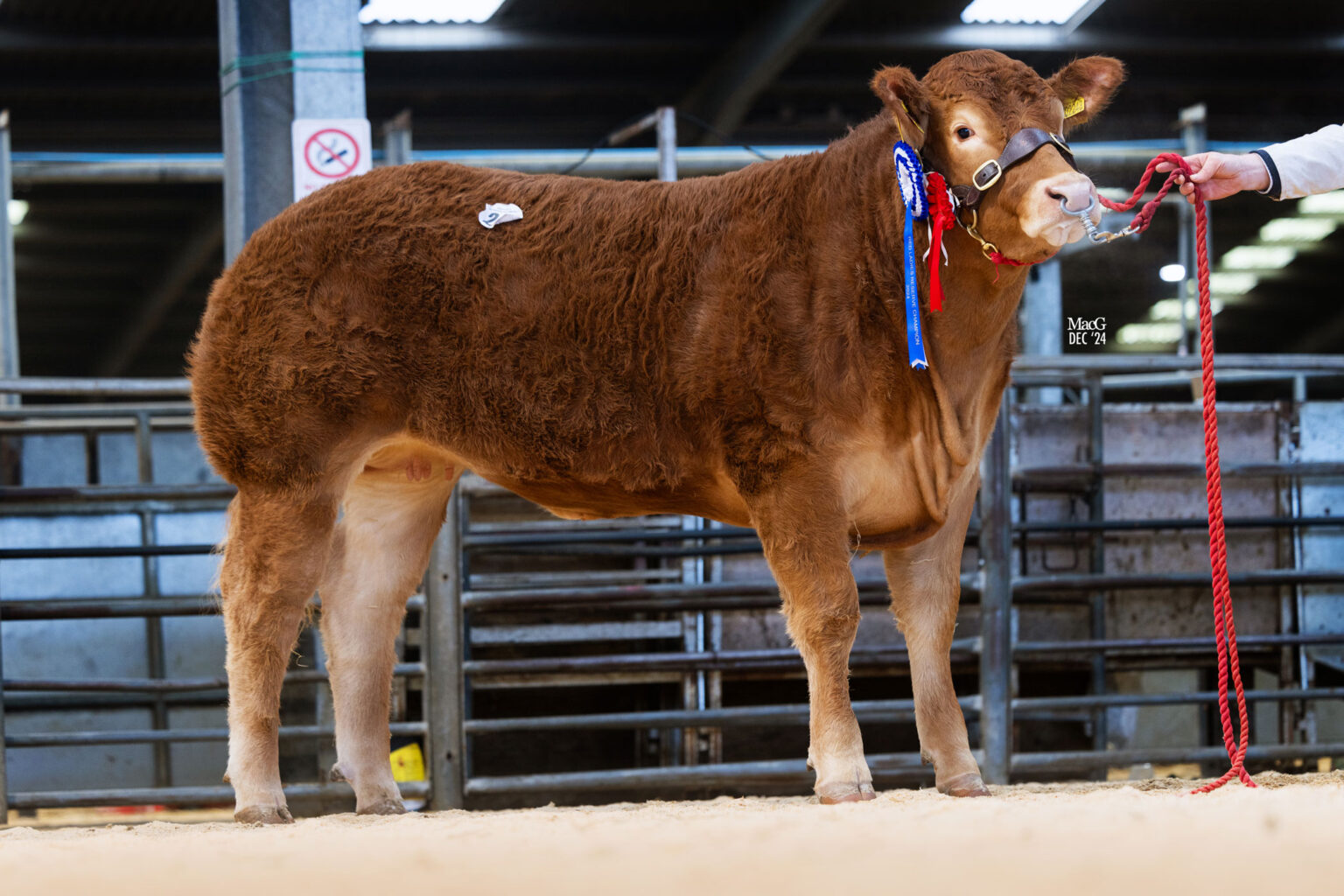 A Unique day at Red Ladies | British Limousin Cattle Society