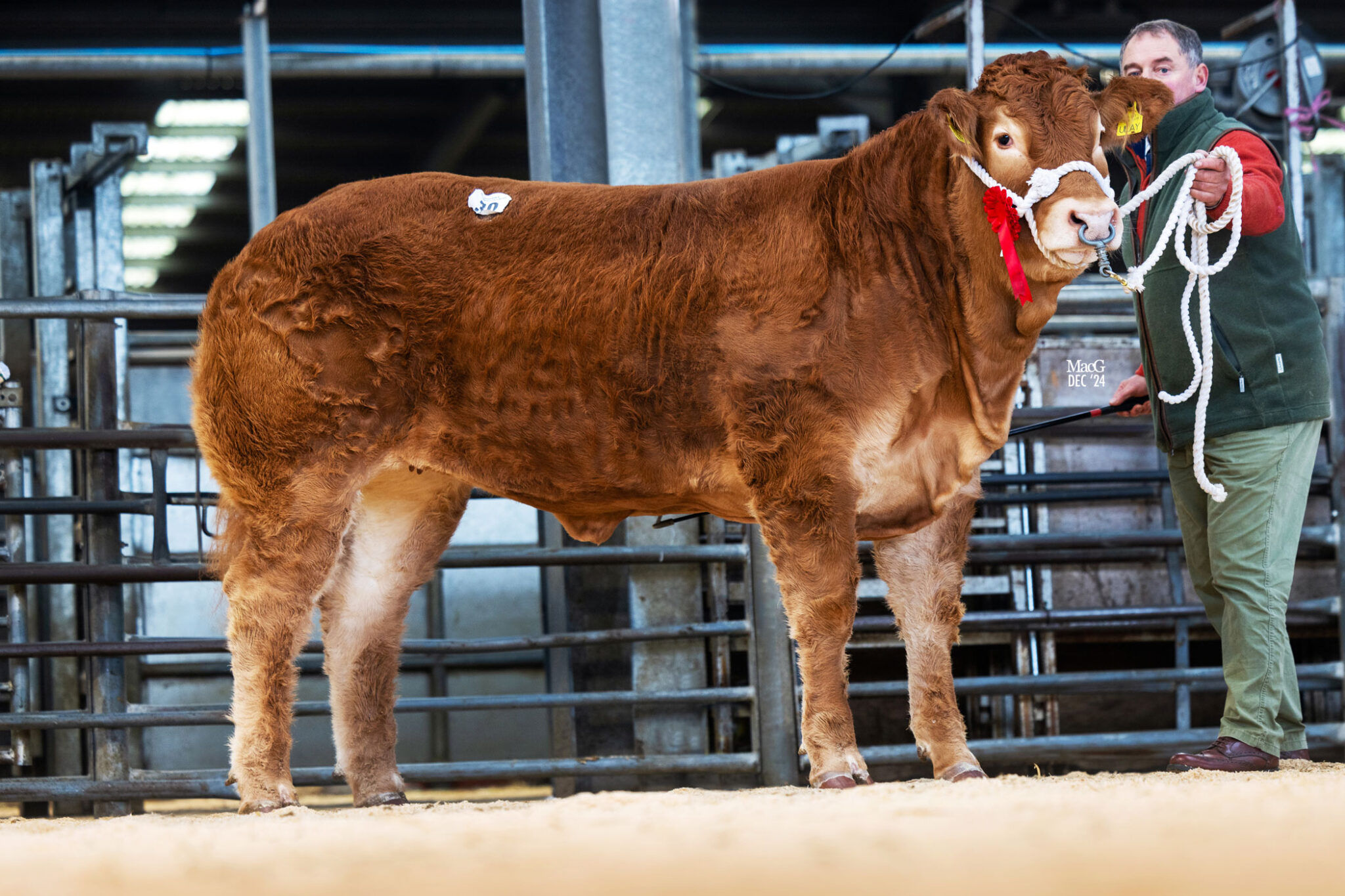 A Unique day at Red Ladies | British Limousin Cattle Society