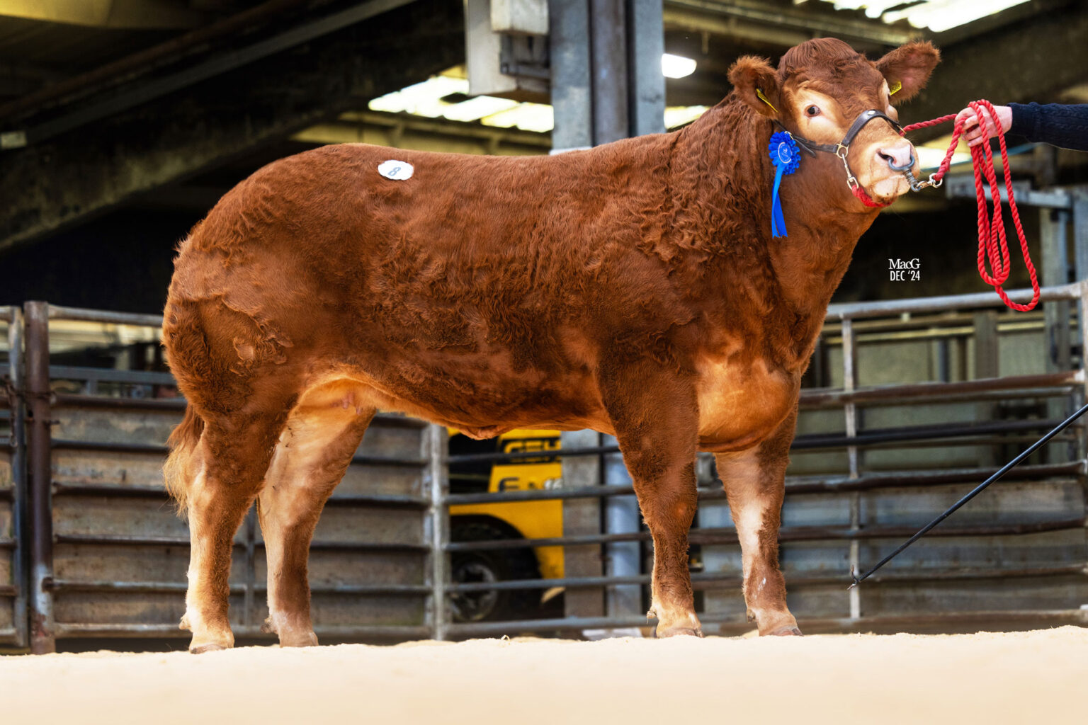 A Unique day at Red Ladies | British Limousin Cattle Society