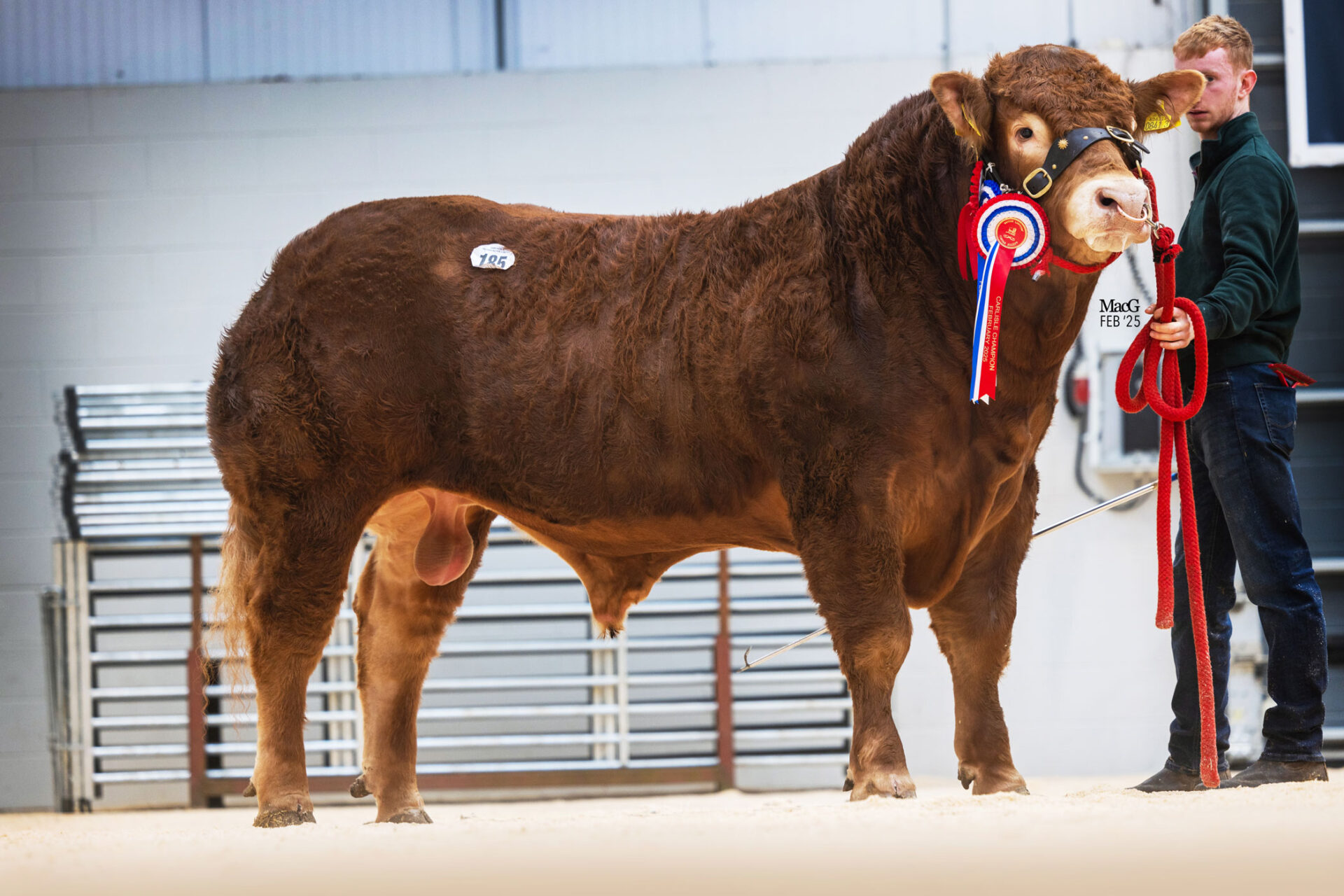 Super Strong Trade for Limousin Continues at Carlisle | British ...
