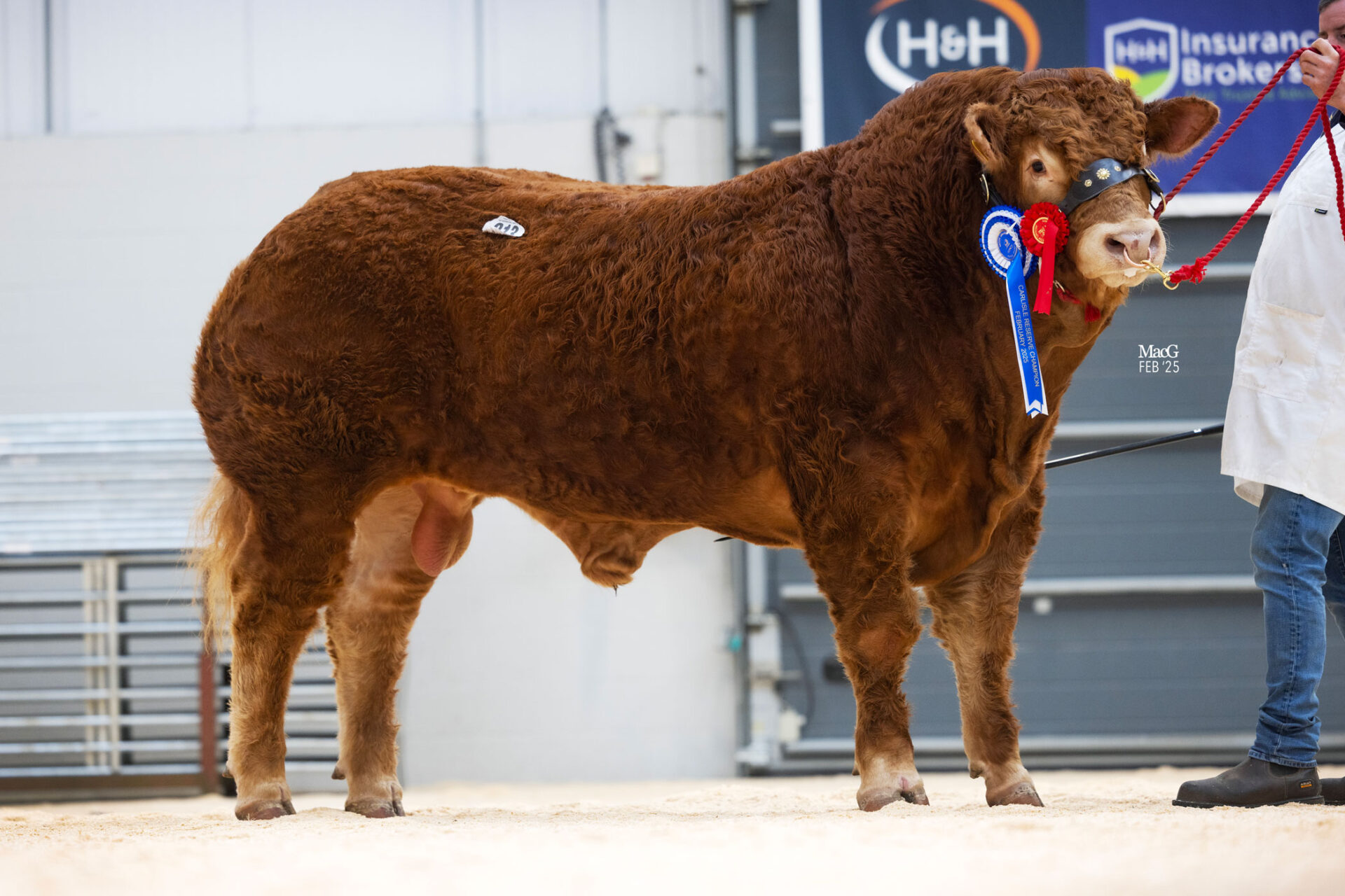 Super Strong Trade for Limousin Continues at Carlisle | British ...