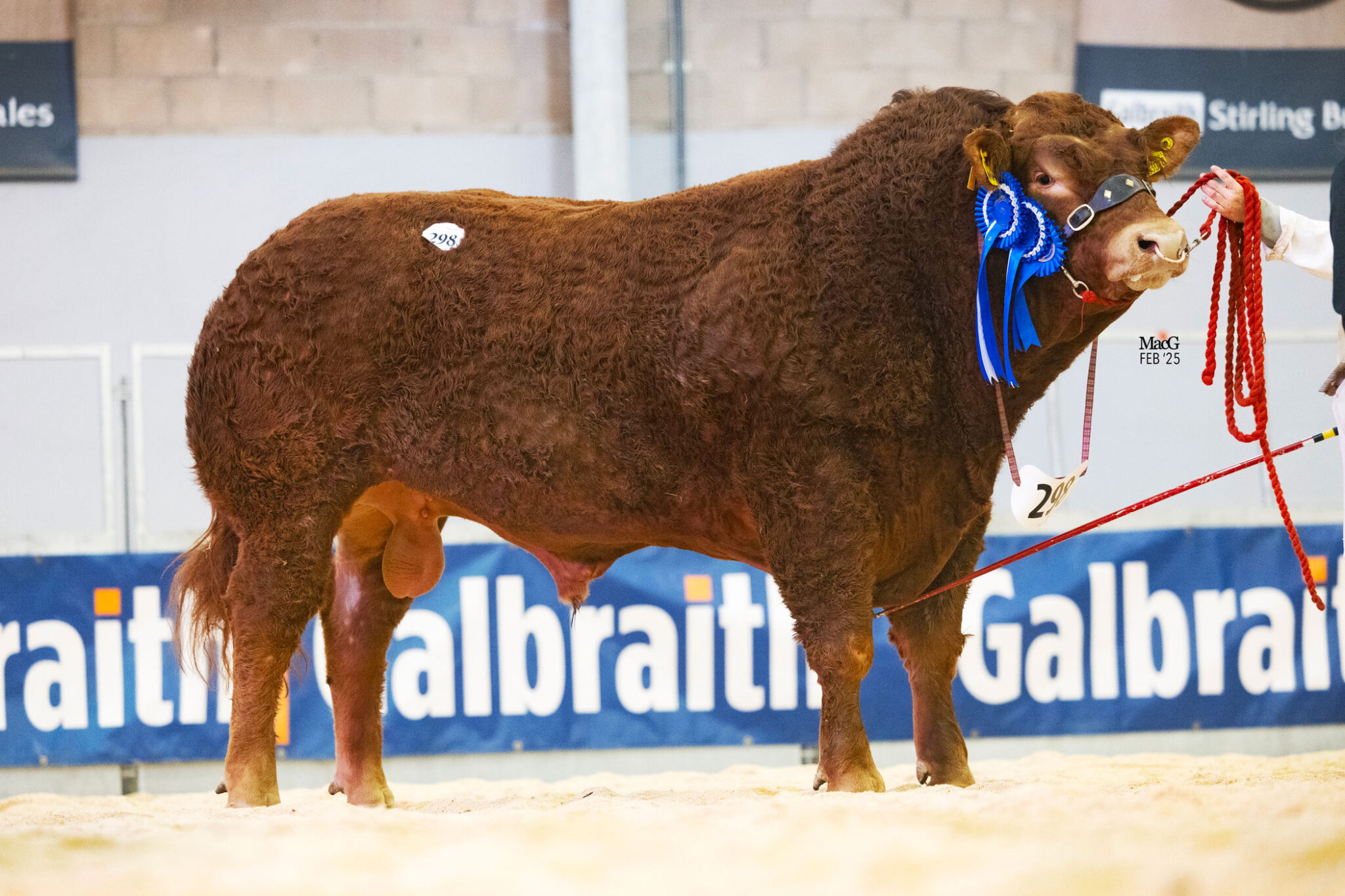 Goldies University Top of the Class at Stirling | British Limousin ...