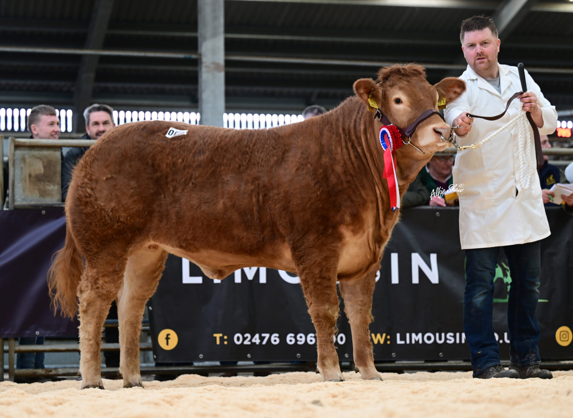 Limousin bulls to 8,000gns and heifers to 6,200gns at Ballymena ...