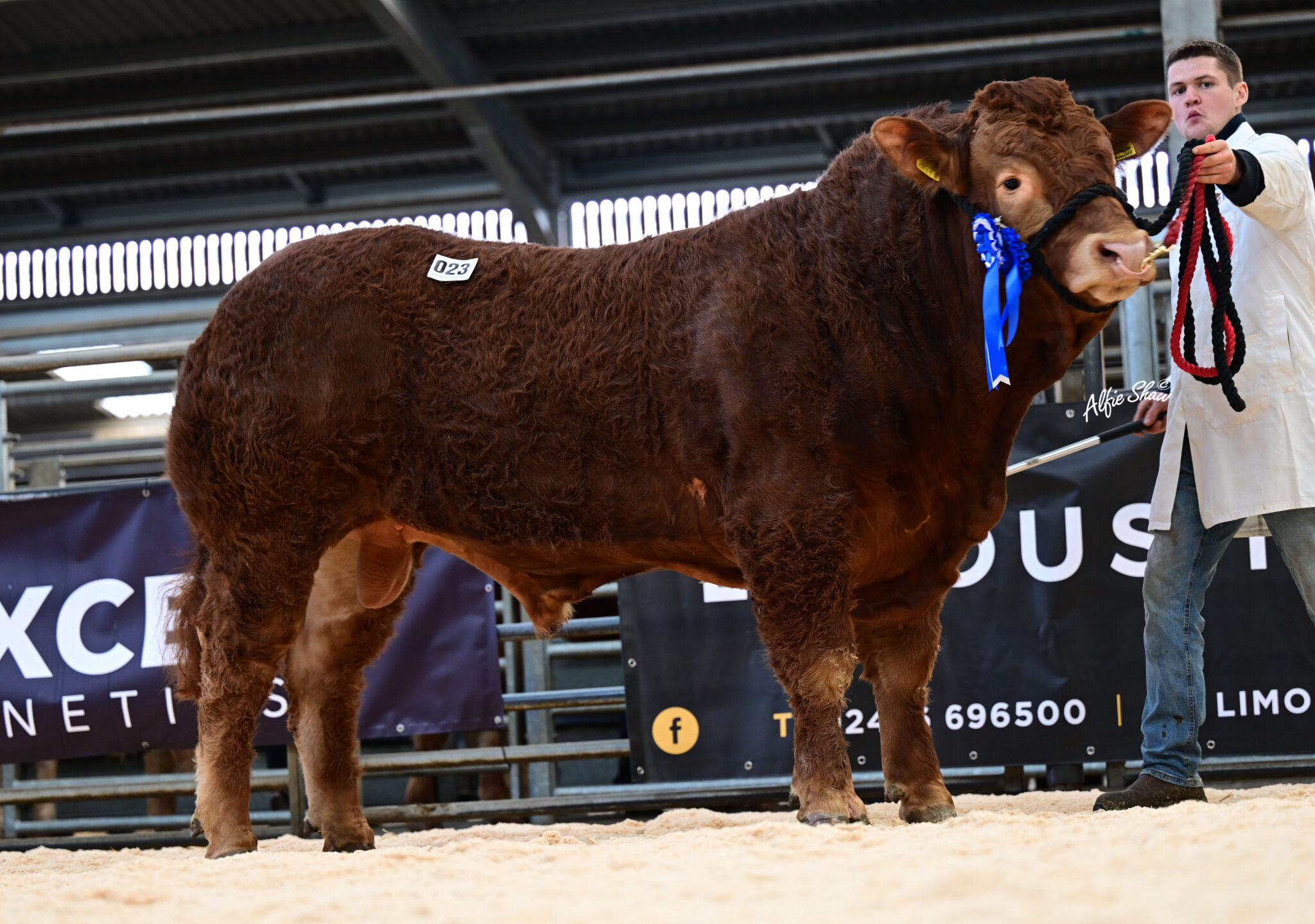 Limousin bulls to 8,000gns and heifers to 6,200gns at Ballymena ...