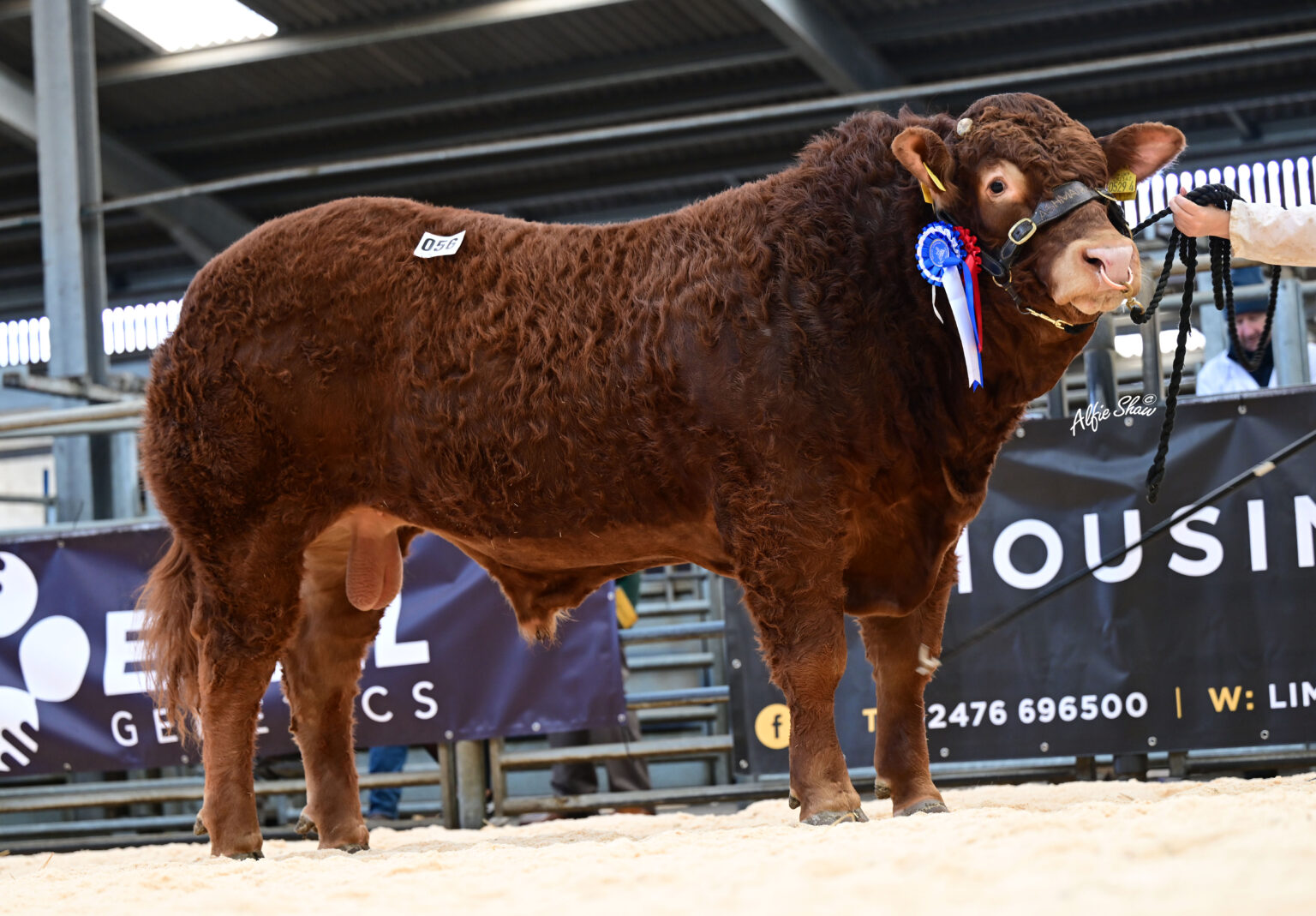 Limousin bulls to 8,000gns and heifers to 6,200gns at Ballymena ...