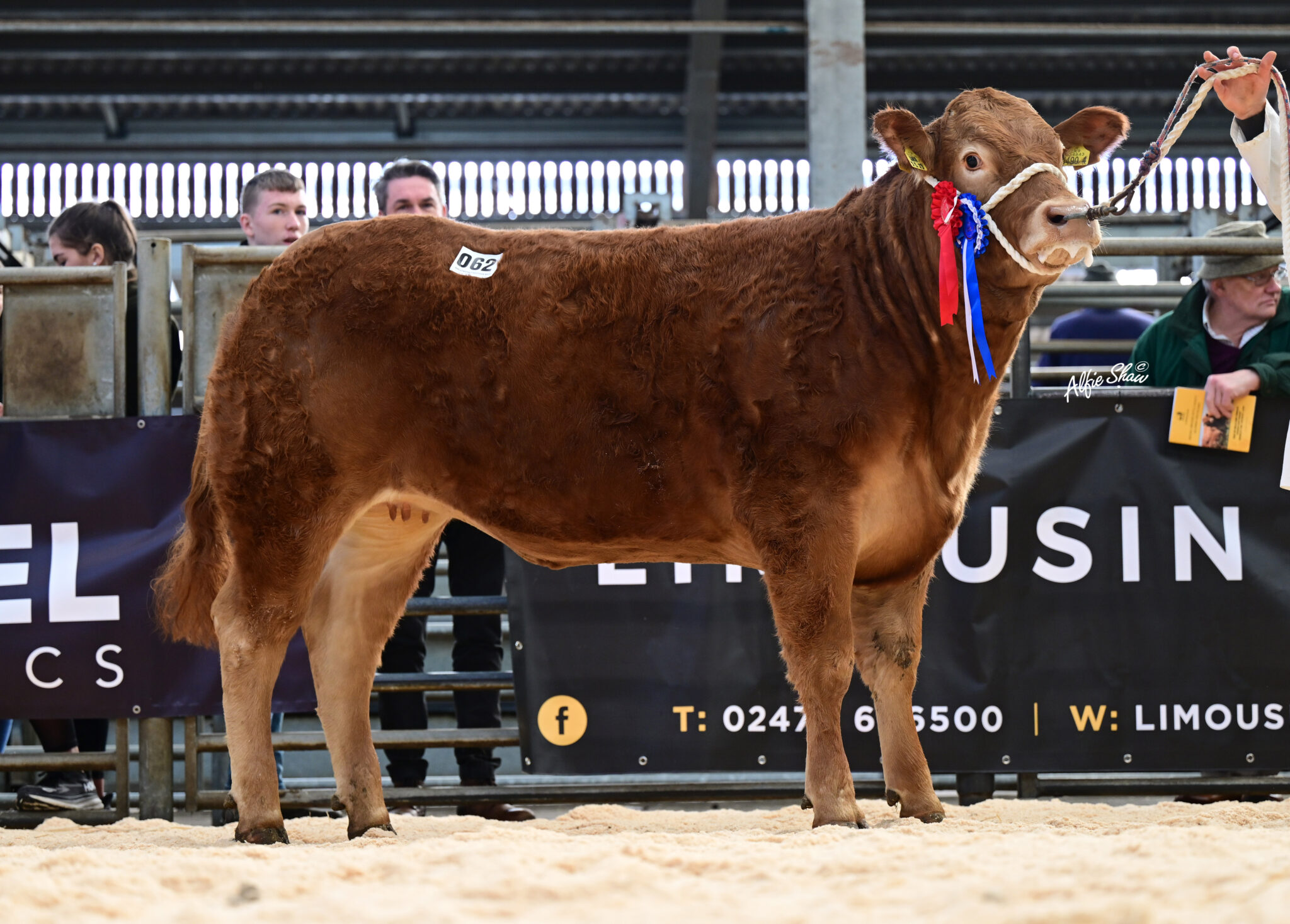 Limousin bulls to 8,000gns and heifers to 6,200gns at Ballymena ...