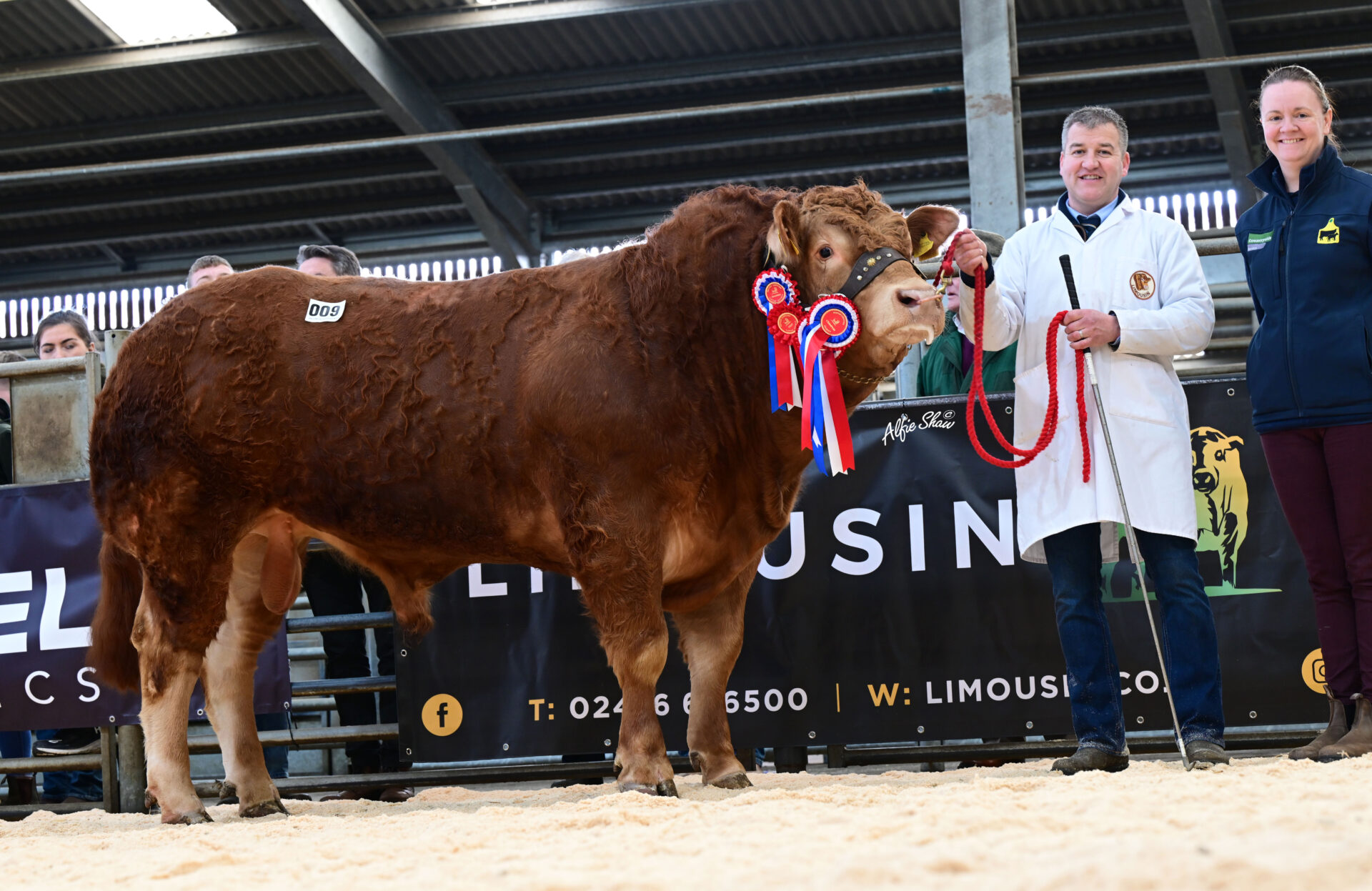 Limousin bulls to 8,000gns and heifers to 6,200gns at Ballymena ...