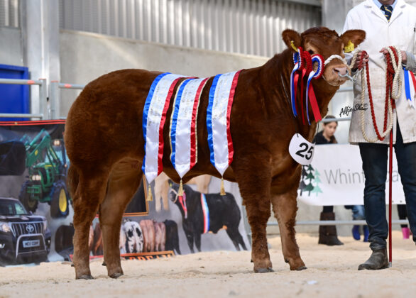 Bernish Valentine catches the judge’s eye to win £1,000 championship ...