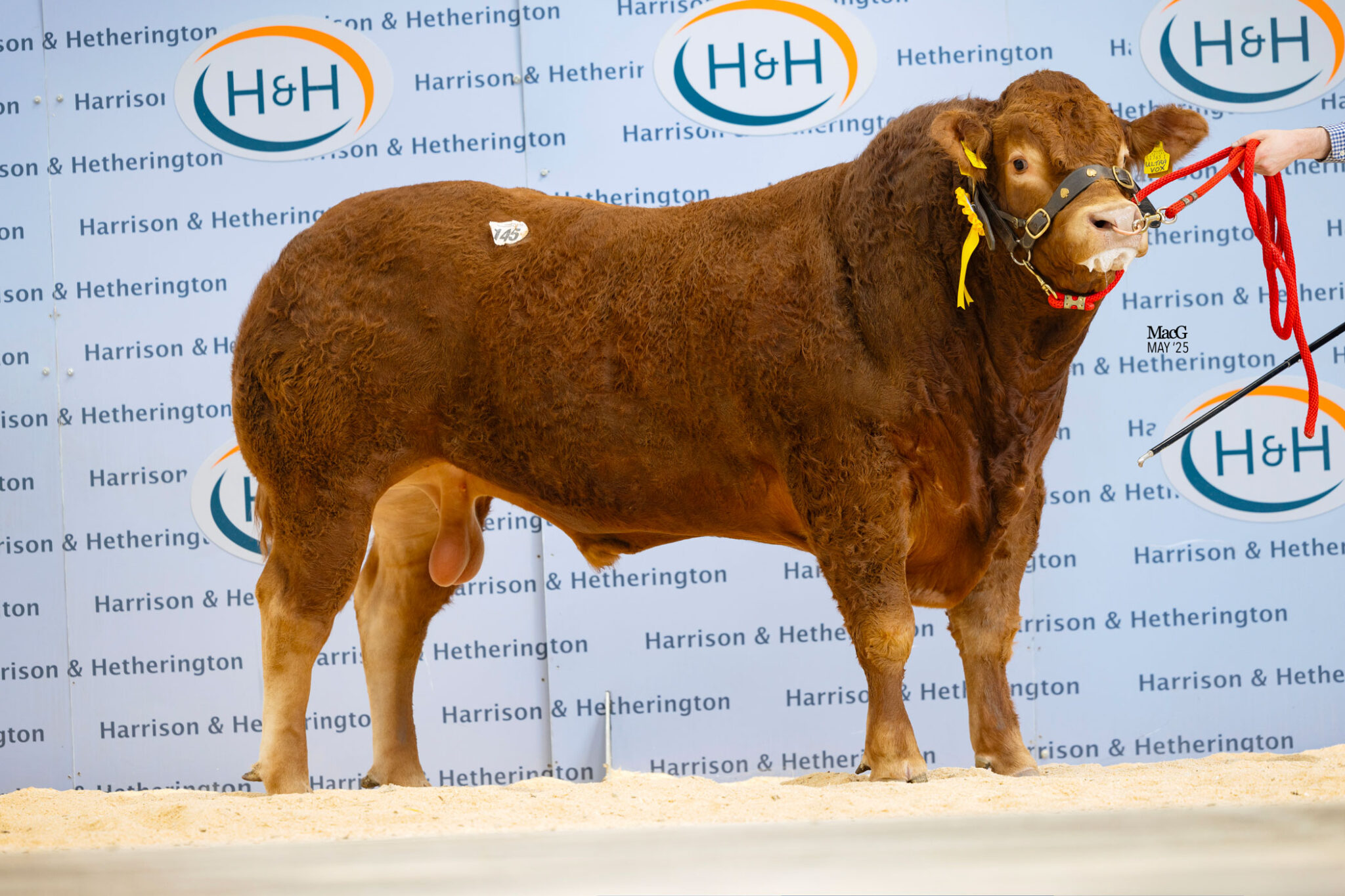 Ampertaine Upfront and Centre Stage at Carlisle | British Limousin ...