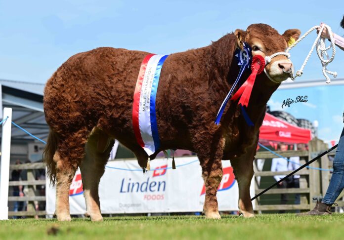 Deerpark Shakira claims her ninth Limousin championship | British ...