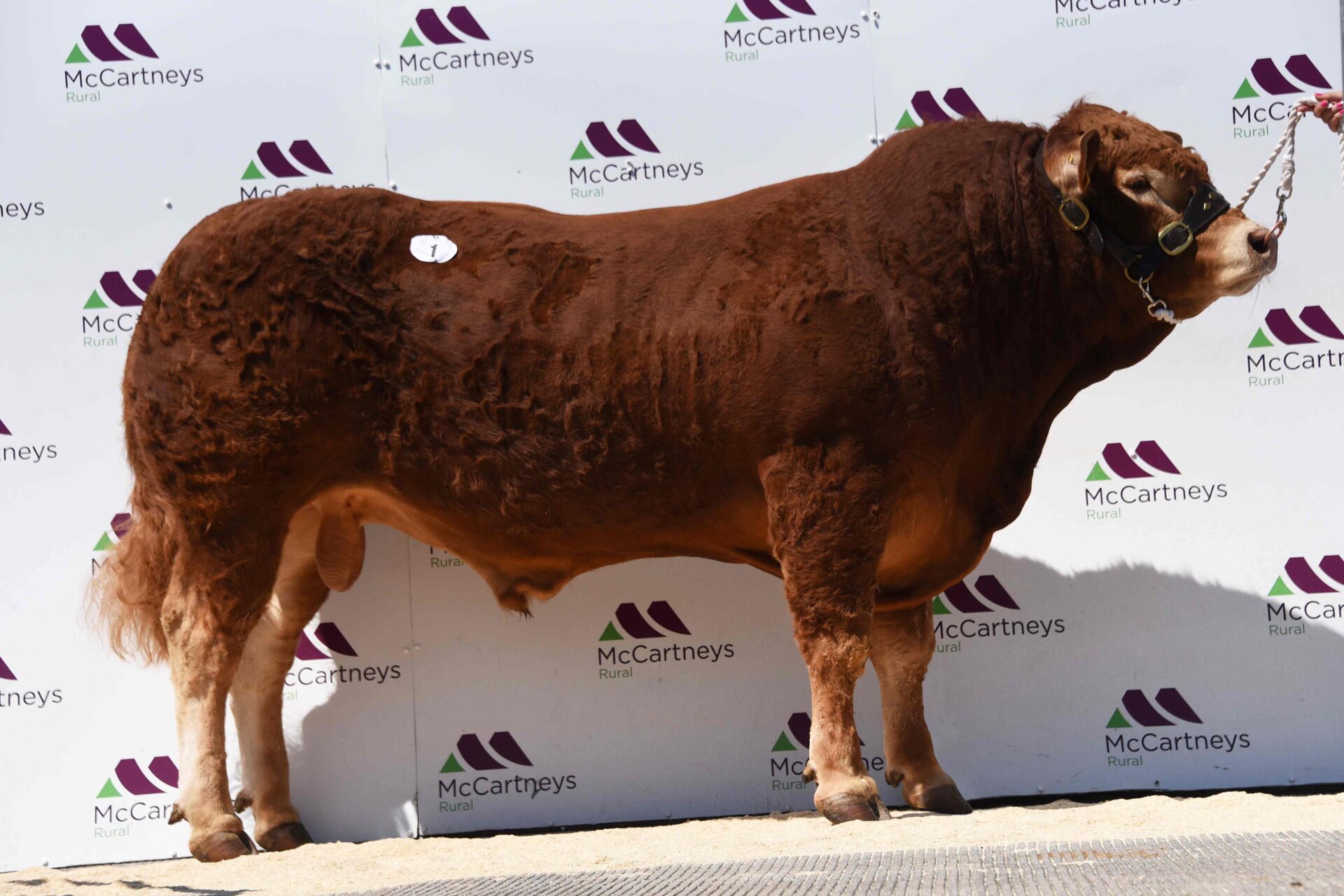 Orlham Uzi PP in Polled Position at Brecon | British Limousin Cattle ...