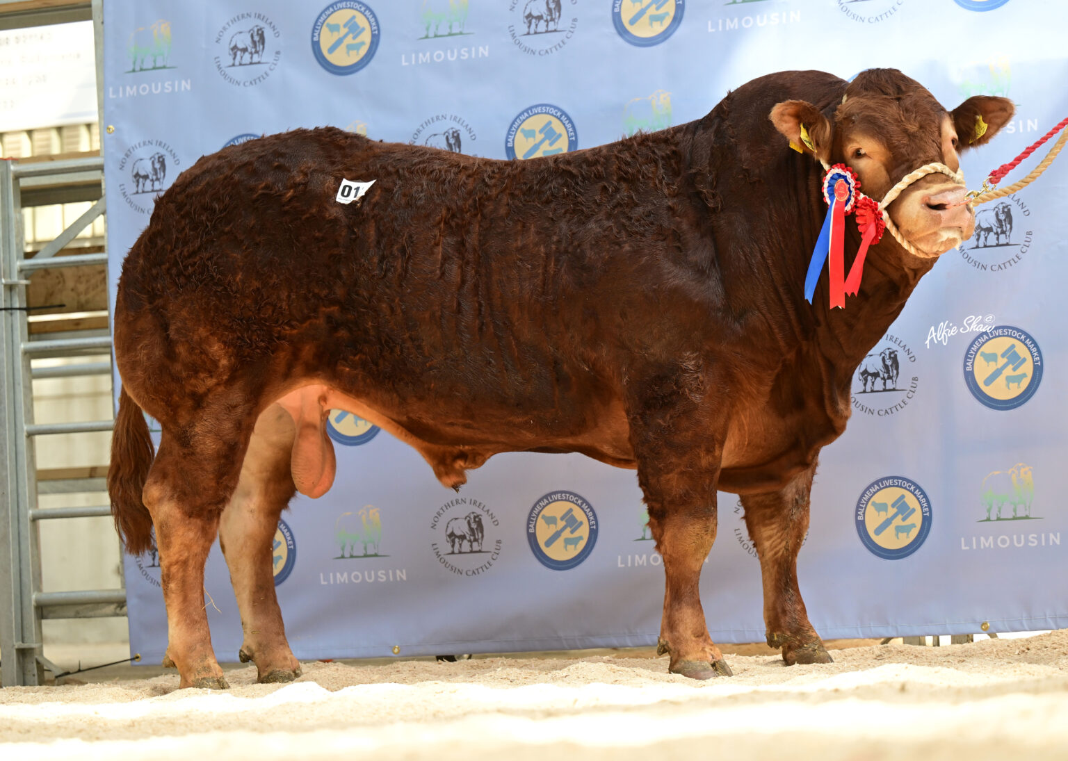 Complete clearance as Limousin bulls sell to a top of 8,200gns ...