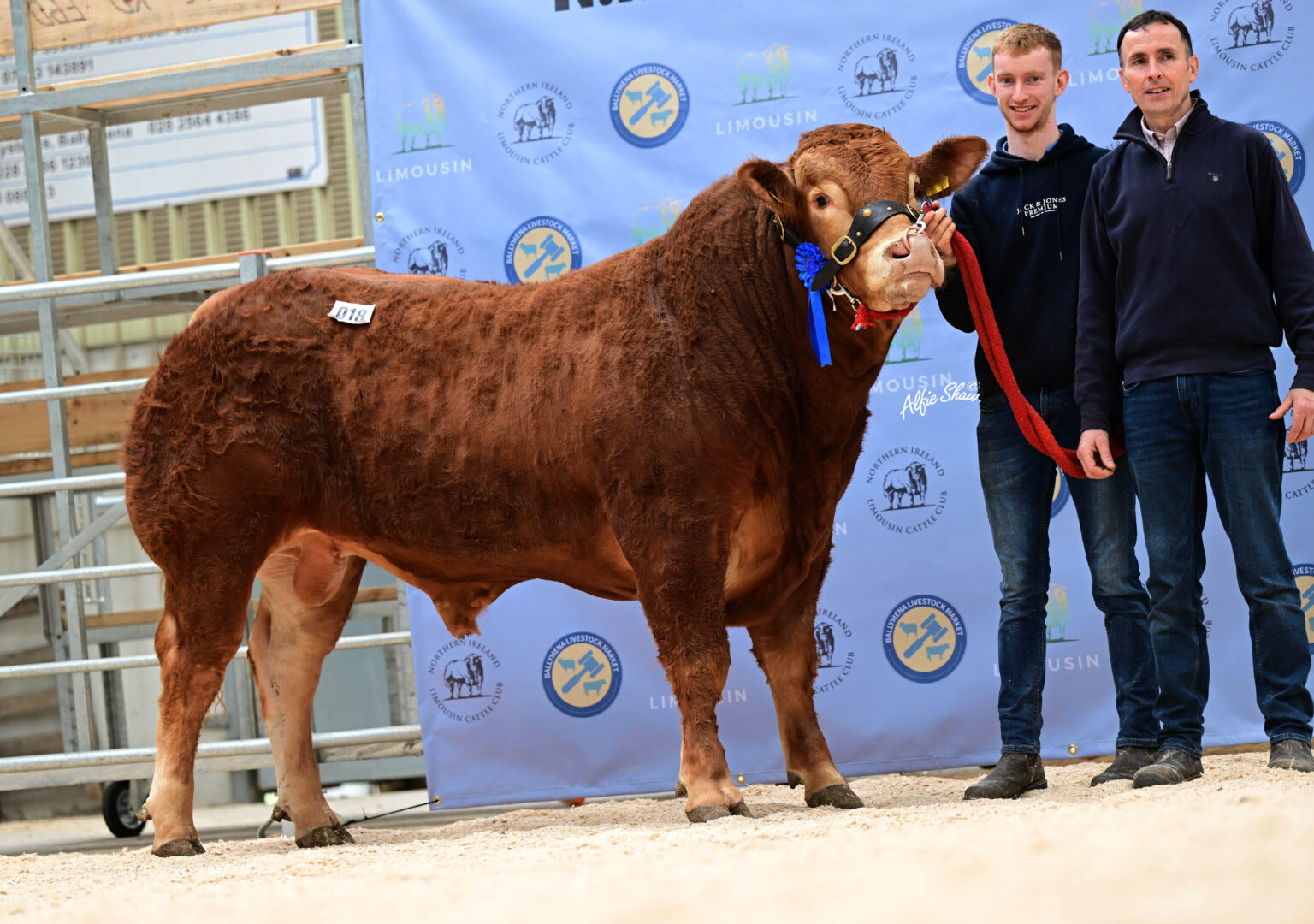 Complete clearance as Limousin bulls sell to a top of 8,200gns ...