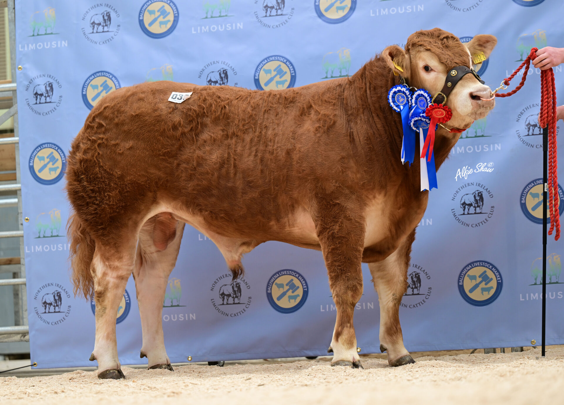Complete clearance as Limousin bulls sell to a top of 8,200gns ...