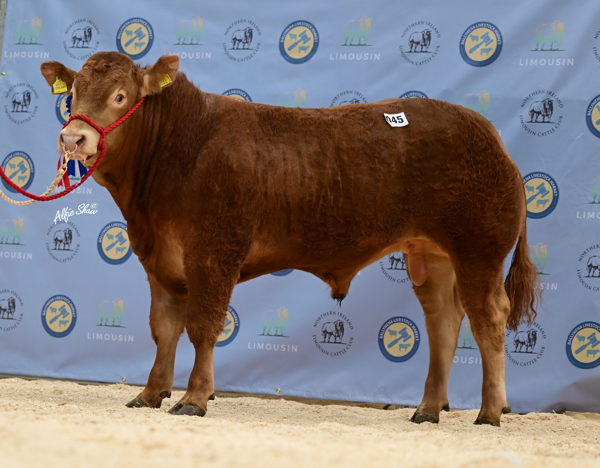 Complete clearance as Limousin bulls sell to a top of 8,200gns ...