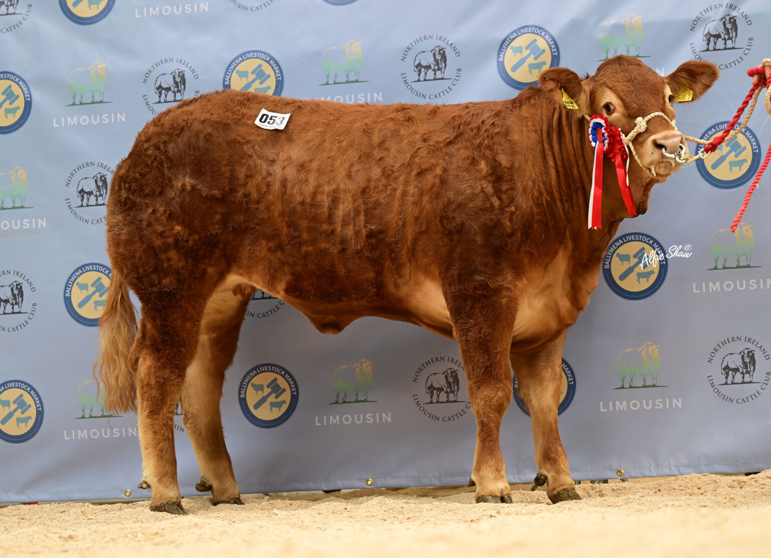 Complete clearance as Limousin bulls sell to a top of 8,200gns ...