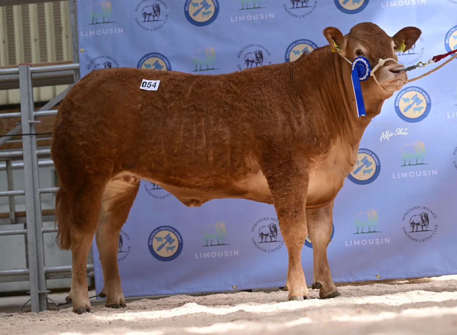 Complete clearance as Limousin bulls sell to a top of 8,200gns ...