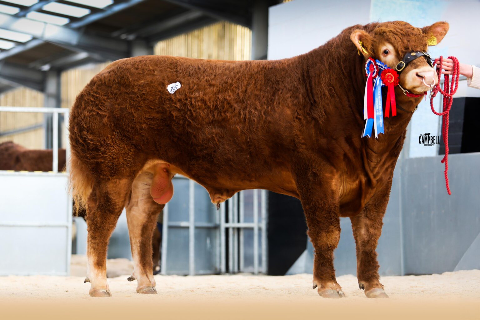 Limousin Carlisle February Sale Sets a New UK All-Breeds Record Average ...