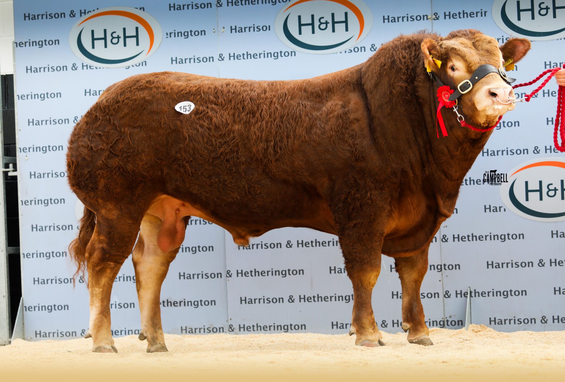 Limousin Carlisle February Sale Sets a New UK All-Breeds Record Average ...